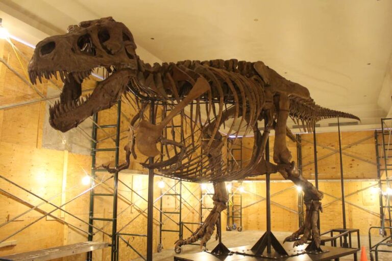 Tyrannosaurus Rex Dinosaur Facts, Pictures & Information