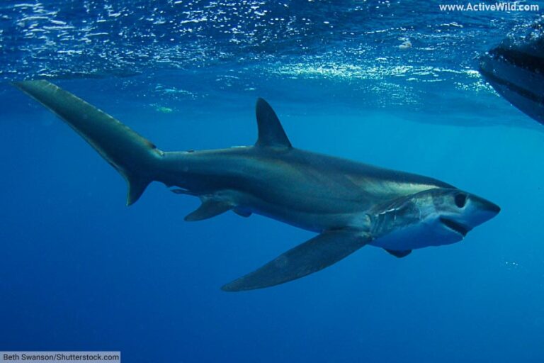 Types Of Sharks: Shark Species List With Pictures & Facts