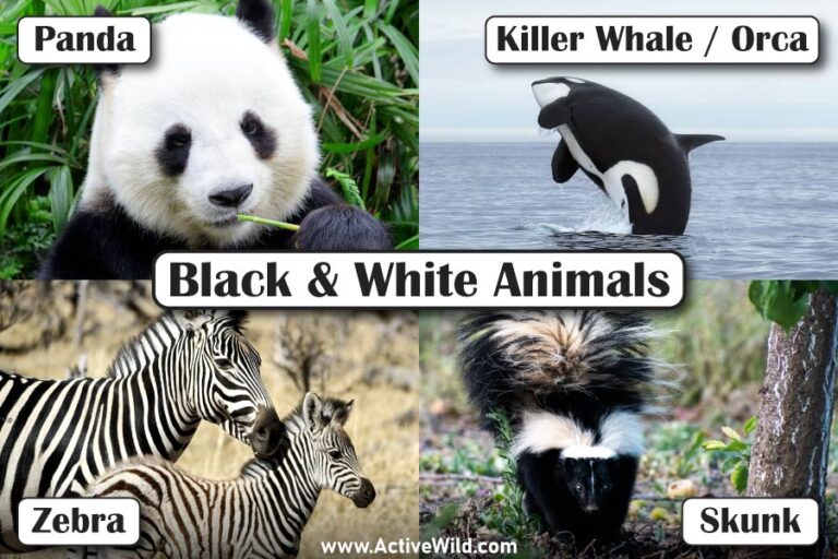 Black And White Animals List With Pictures & Interesting Facts