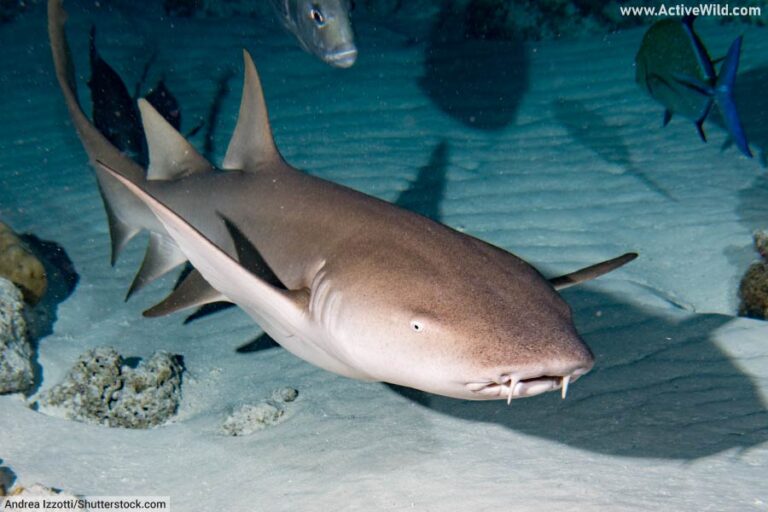 Types Of Sharks: Shark Species List With Pictures & Facts
