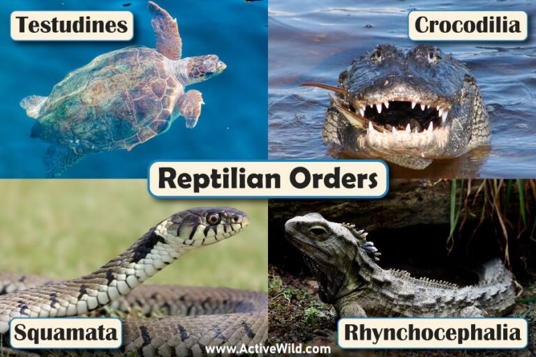 Are Turtles Reptiles Or Amphibians? Why Is A Turtle A Reptile?