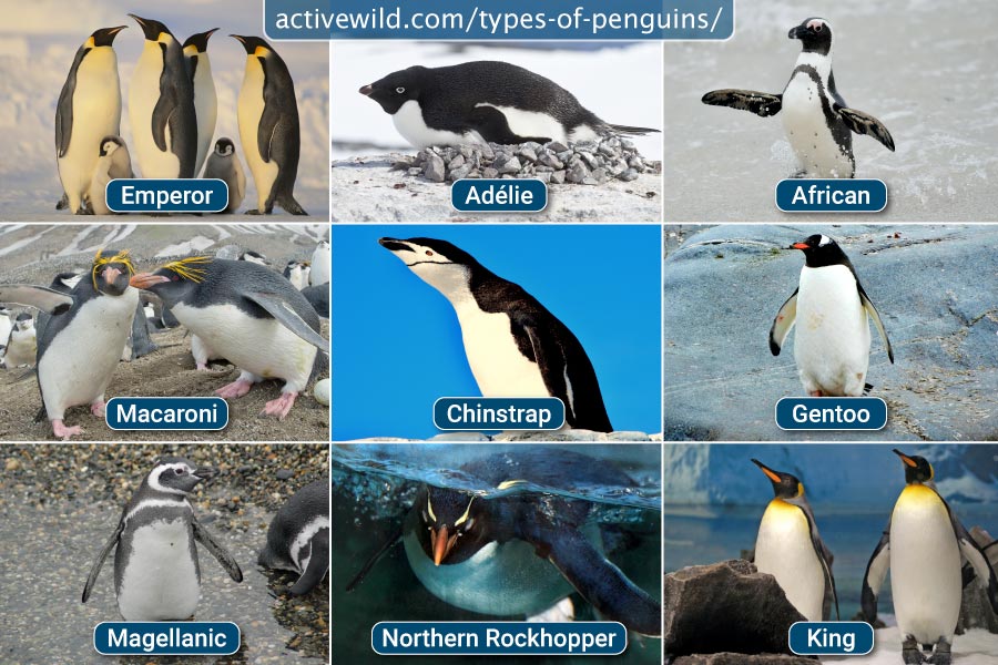 Types Of Penguins With Pictures And Facts Every Penguin Species Listed