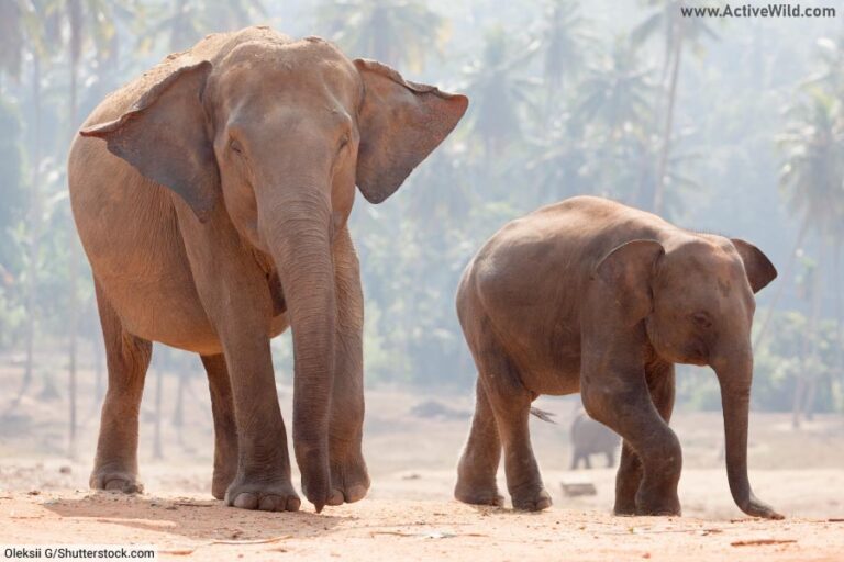 Asian Animals List With Pictures And Amazing Facts