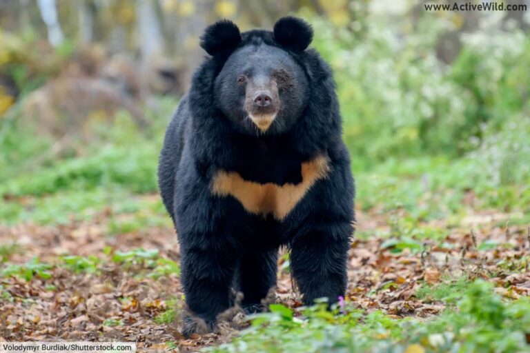 Types Of Bears – Pictures & Facts On All Eight Bear Species ...