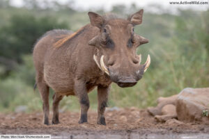 Ugly Animals List With Pictures & Facts: The World’s Ugliest Species ...