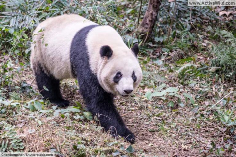 Types Of Bears – Pictures & Facts On All Eight Bear Species ...
