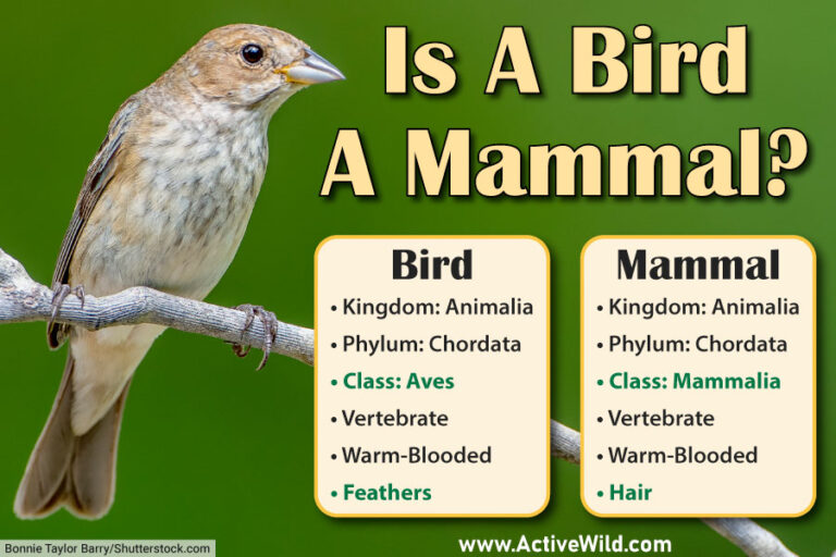 Are Birds Mammals? Find Out In This Definitive Guide!