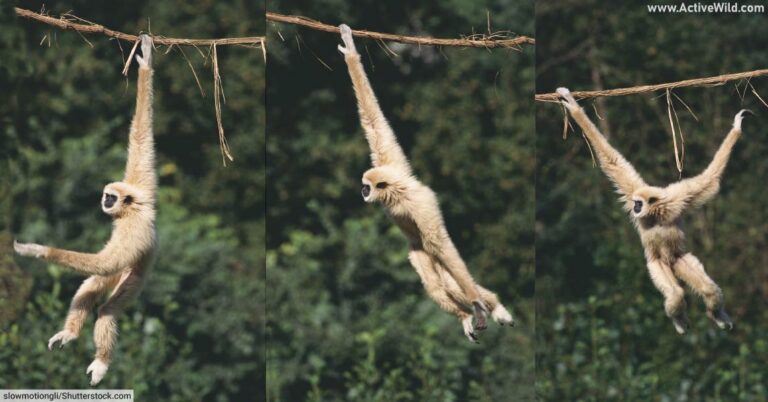 Arboreal Animals Pictures & Facts: Animals That Live In Trees