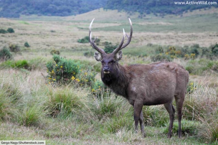 Animals With Antlers: Examples, Pictures & Interesting Antler Facts