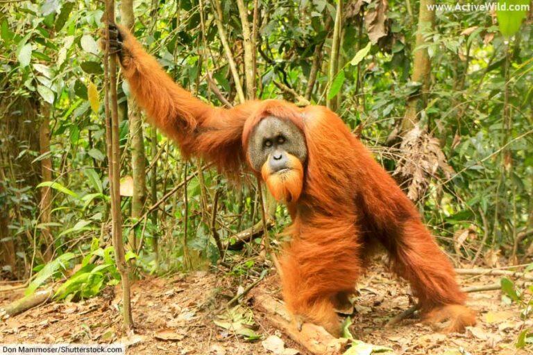 What Do Animals Eat? Carnivores Vs Omnivores Vs Herbivores & More