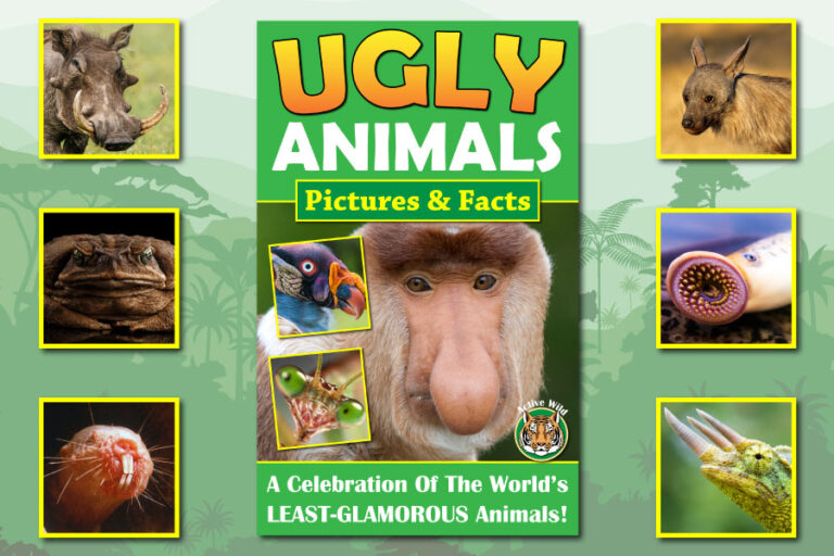 Ugly Animals List With Pictures: The World's 20 Ugliest Animals!
