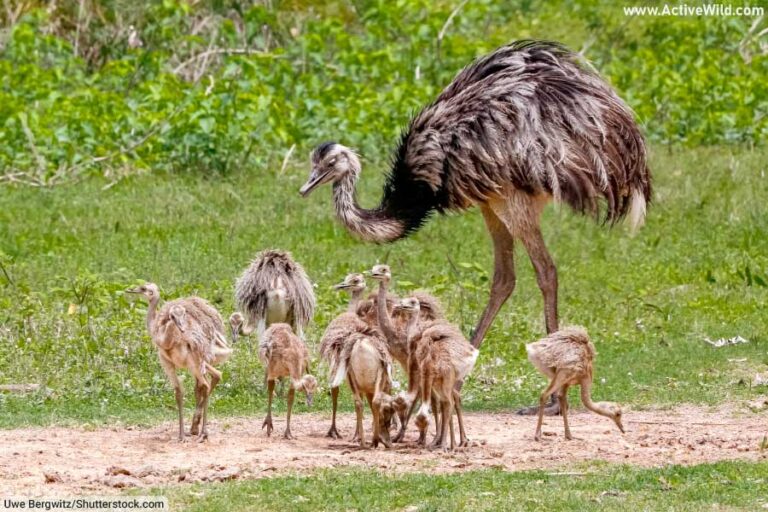 Grassland Animals List, Interesting Facts, Animals That Live In Grasslands