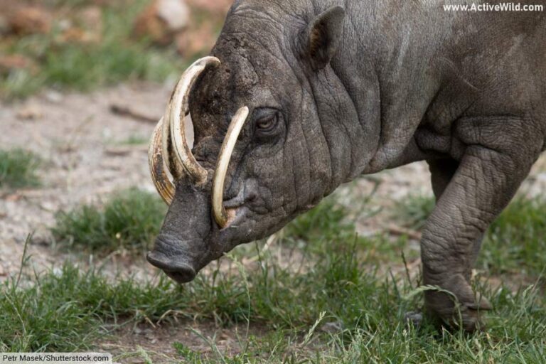 Animals That Start With B: List With Pictures & Interesting Facts