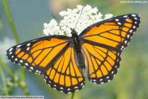 Butterfly Life Cycle Explained With Pictures & Facts On All 4 Stages ...