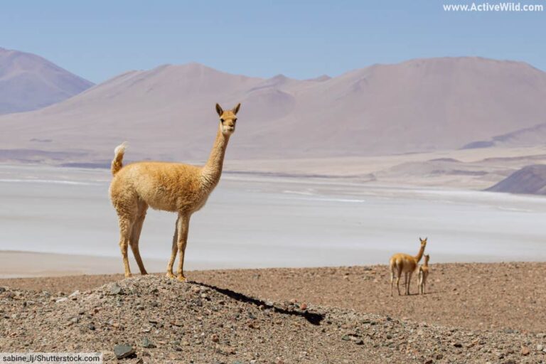 South American Animals List With Pictures & Interesting Facts