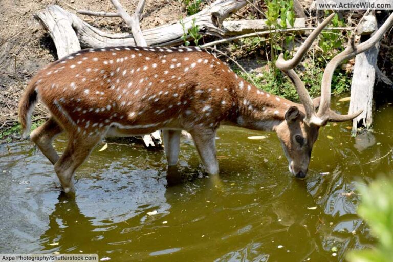 Animals That Start With V: List Of Amazing Animals Beginning With V