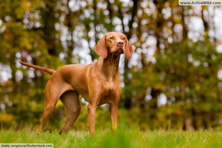 Animals That Start With V: List Of Amazing Animals Beginning With V