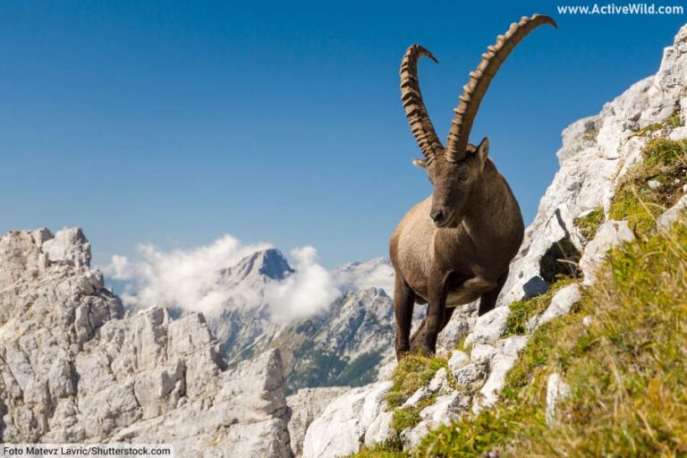 Animals With Horns – Pictures & Facts On Amazing Horned Animals