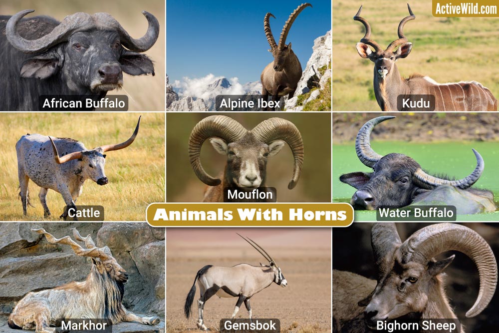 Active Wild Wildlife Science News Facts Info For Kids Adults