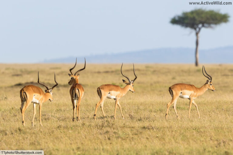 Animals With Horns – Pictures & Facts On Amazing Horned Animals