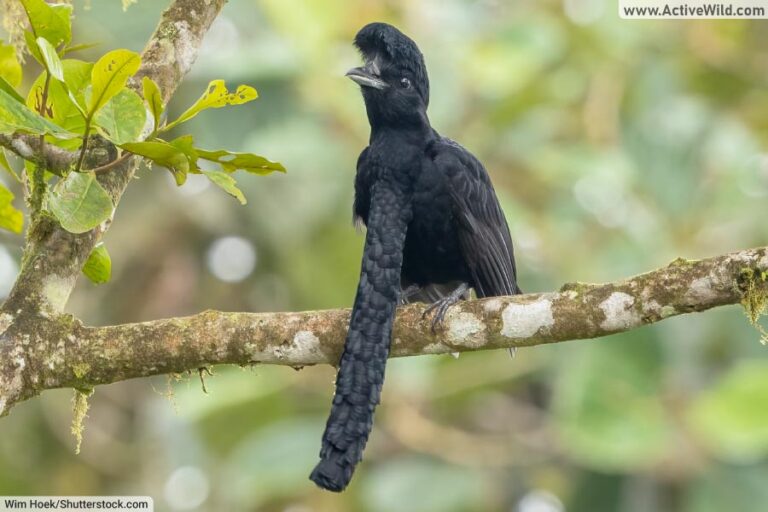 Weird Birds Pictures & Facts – The World's Strangest Bird Species