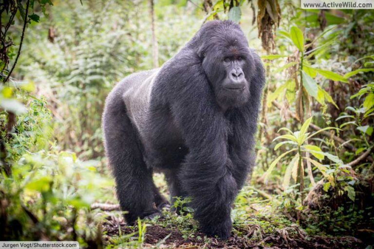 Forest Animals – Pictures & Interesting Facts On Animals That Live In ...