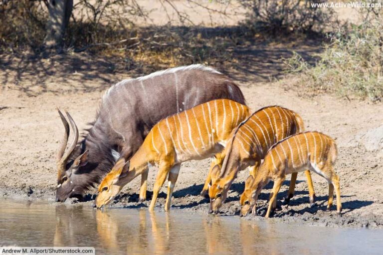 Safari Animals List: Pictures & Facts On Over 50 Interesting Species
