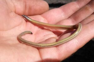 Types Of Lizards List: Pictures & Facts On Amazing Lizard Species