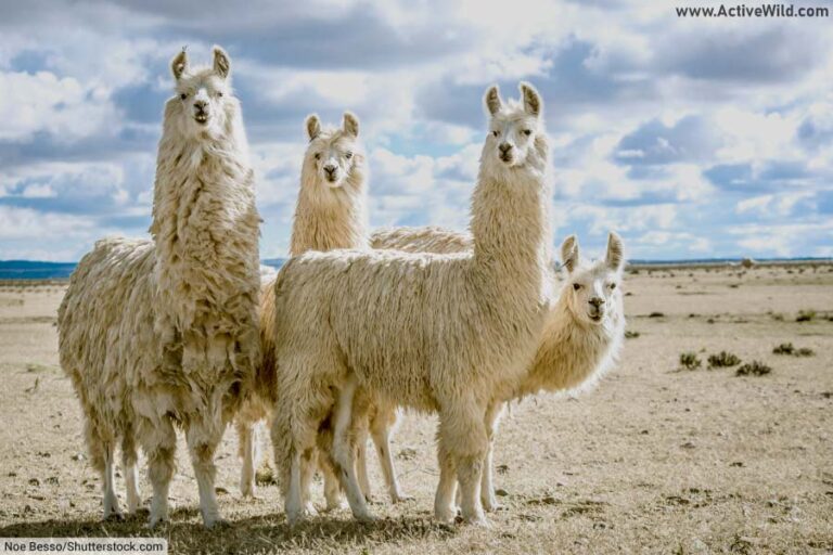 South American Animals List With Pictures & Interesting Facts