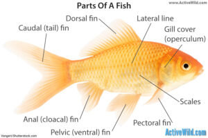 Fish: The Ultimate Guide To Fishes & Fish Life | Environment.org