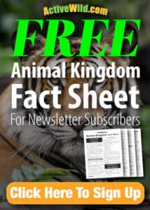Gray Wolf Facts: Discover One Of The World's Best-Known Predators