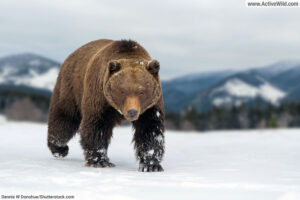 Types Of Bears - Pictures & Facts On All Eight Bear Species