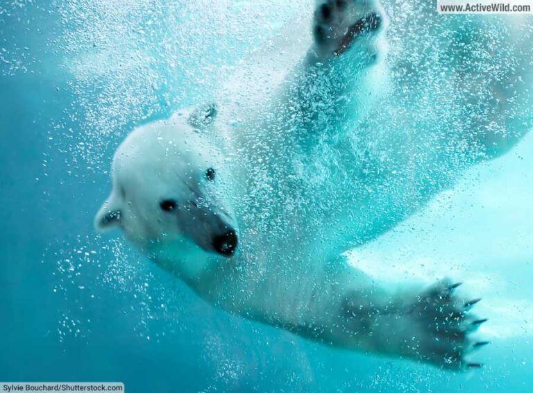 Cool Animals List With Pictures & Facts: The World’s Coolest Animals