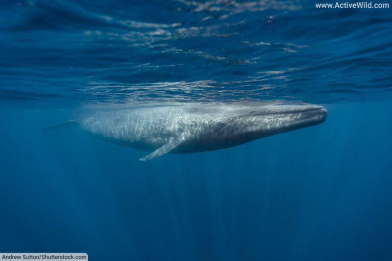 Types Of Whales: Pictures & Facts On Every Living Whale Species ...