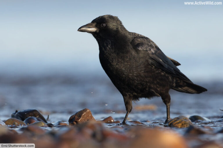 List of Common British Birds With Pictures & Facts For Kids & Adults