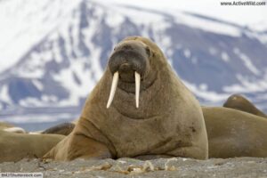 Walrus Facts & Pictures – Discover The Iconic Tusked Arctic Animal
