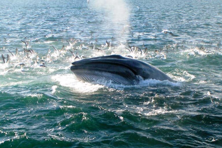 Types Of Whales: Pictures & Facts On Every Living Whale Species ...
