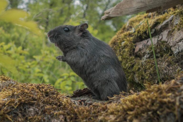 Animals That Start With G: List With Pictures & Interesting Facts ...