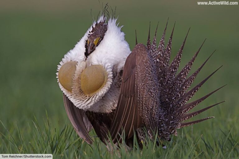 Weird Birds Pictures & Facts – The World's Strangest Bird Species