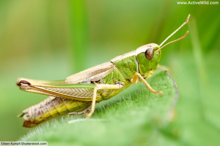 Arthropods Examples: Examples Of Arthropods From Around The World