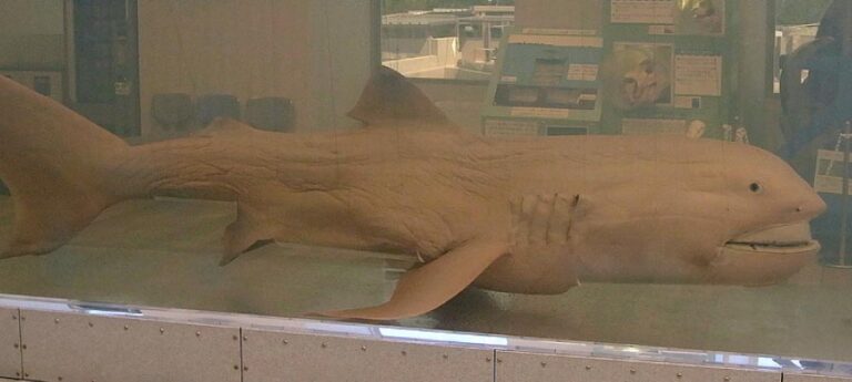 Megamouth Shark Sightings – Why This Large Shark Is Seldom Seen