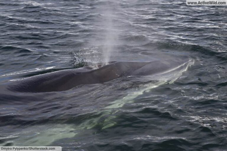 Common Minke Whale, Balaenoptera acutorostrata, Facts & Pictures
