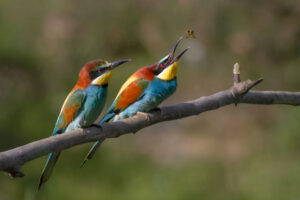 European Animals List With Pictures & Facts – Species Found In Europe