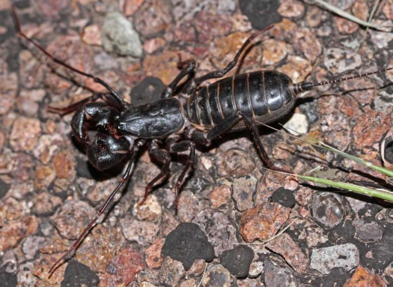 Arthropods Examples: Examples Of Arthropods From Around The World