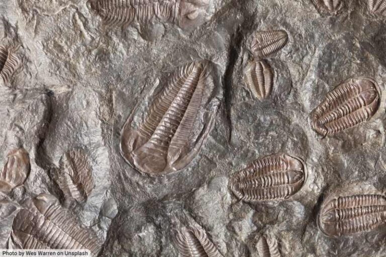 Arthropods Examples: Examples Of Arthropods From Around The World