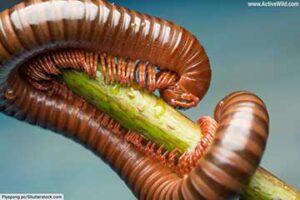 Arthropods Examples: Examples Of Arthropods From Around The World