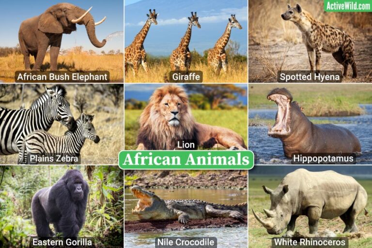 Animals Around The World – Discover Species From Every Continent