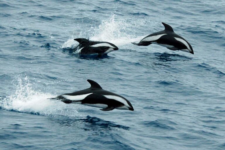 Antarctic Animals List With Pictures & Facts, Species Found In Antarctica