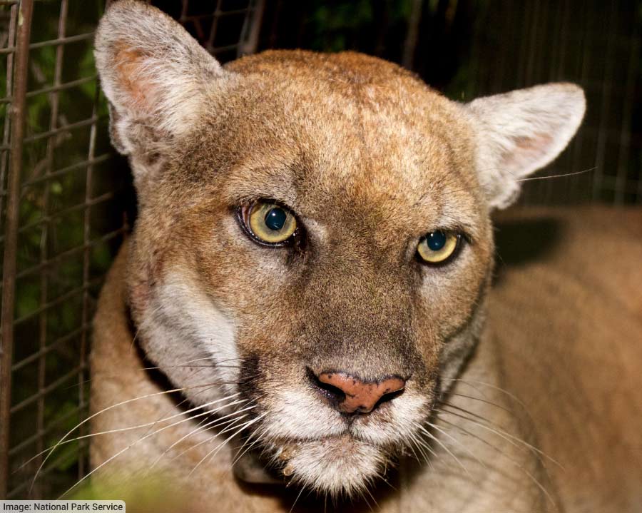 P 22 Death Celebrity Mountain Lion Dies Aged 12 After Car Strike