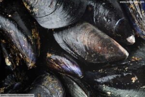 Mollusks Examples, Pictures & Facts, Different Types Of Mollusks